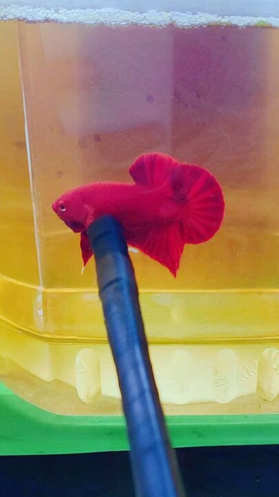 Betta Market | Ngắm cá Betta đẹp