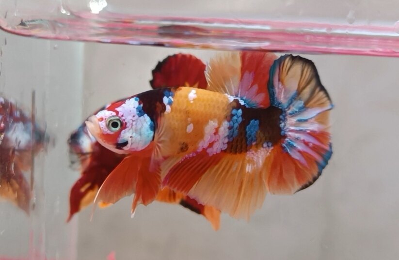 Betta muticolor