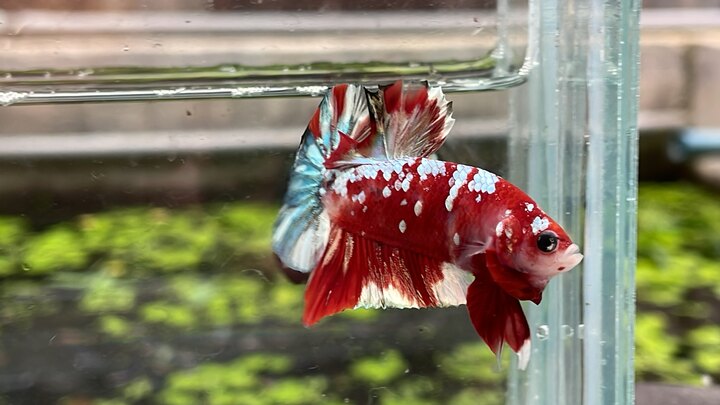 Koi Red Copper form đẹp