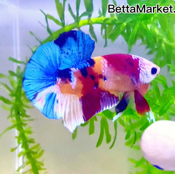 Thông tin người dùng - Nemo Betta Shop