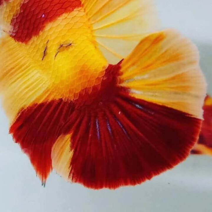 Thông tin người dùng - Nemo Betta Shop