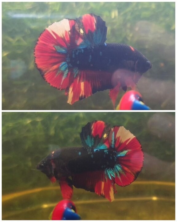 1 trồng black nemo hàng độc