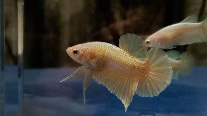 Betta Market | Mua bán cá betta