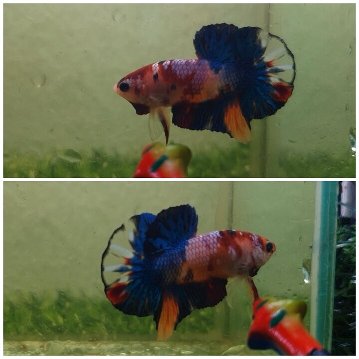 1 trống nemo candy