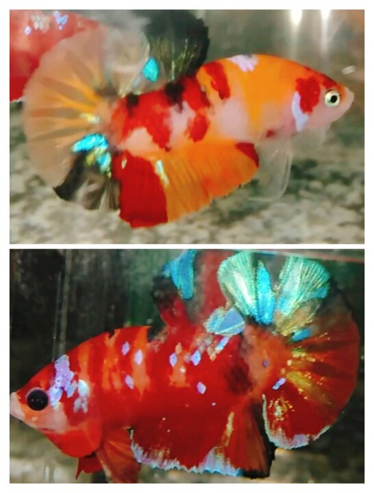 2 trống Nemo form đẹp