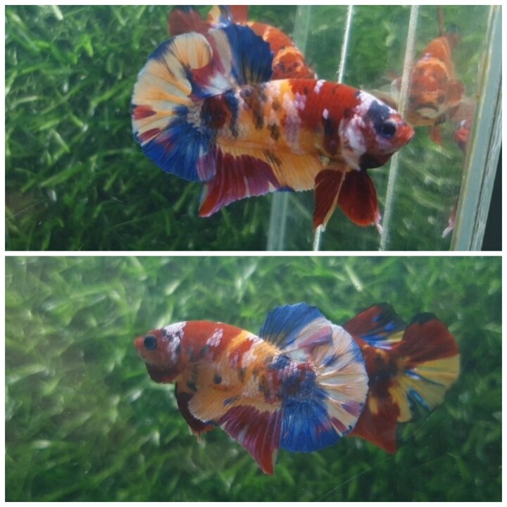 1 trống nemo multi