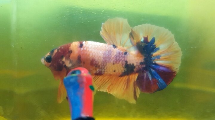 1 trống nemo candy multi