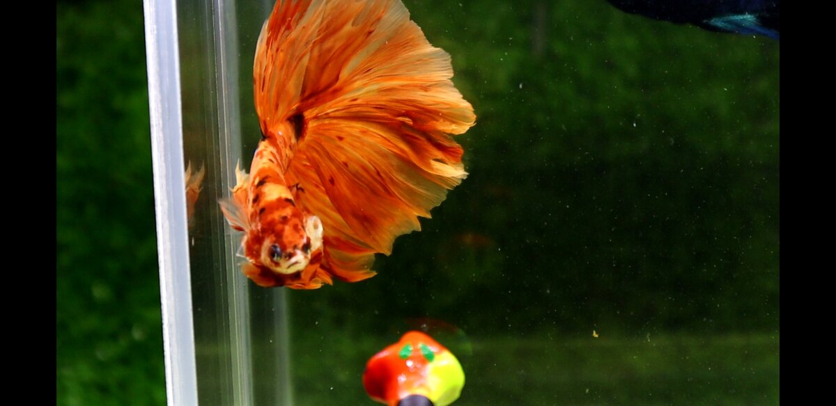 Koi Nemo Halfmoon Fire - Max Form