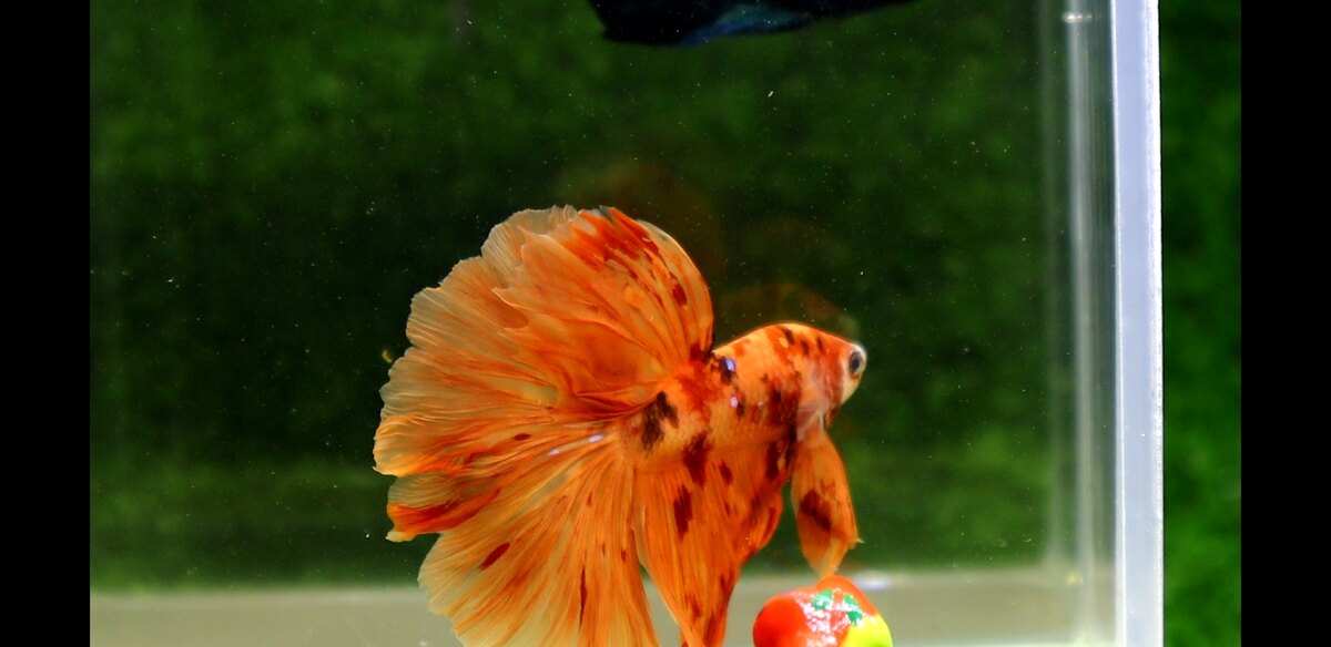 Koi Nemo Halfmoon Fire - Max Form