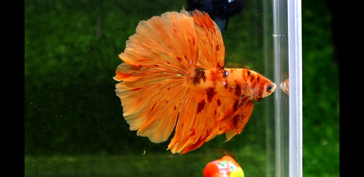Koi Nemo Halfmoon Fire - Max Form