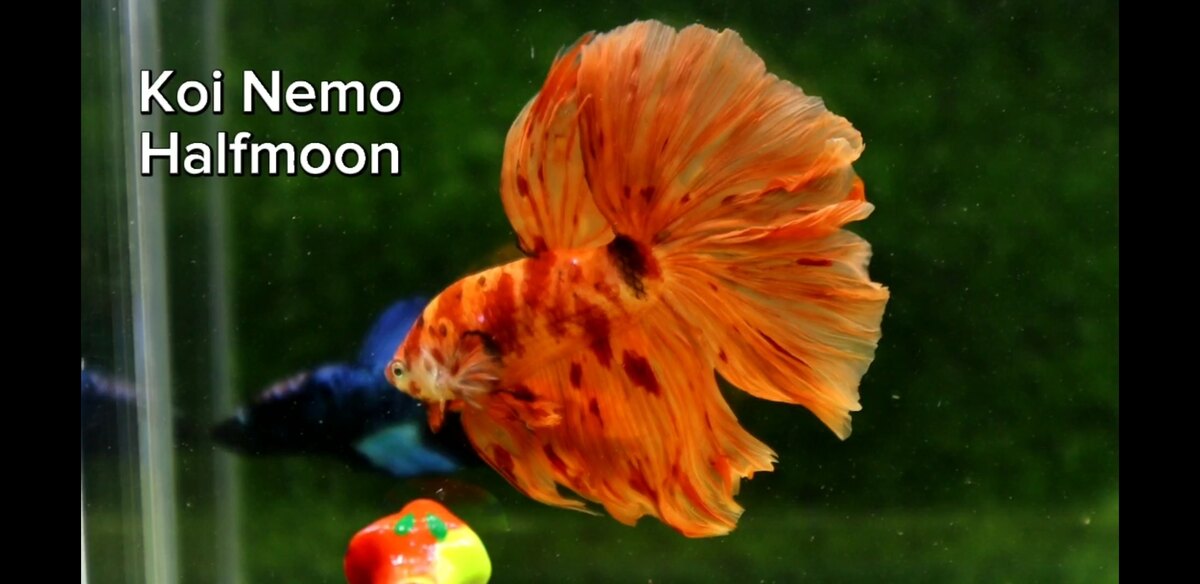 Koi Nemo Halfmoon Fire - Max Form