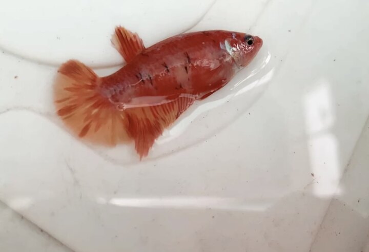Nemo fire