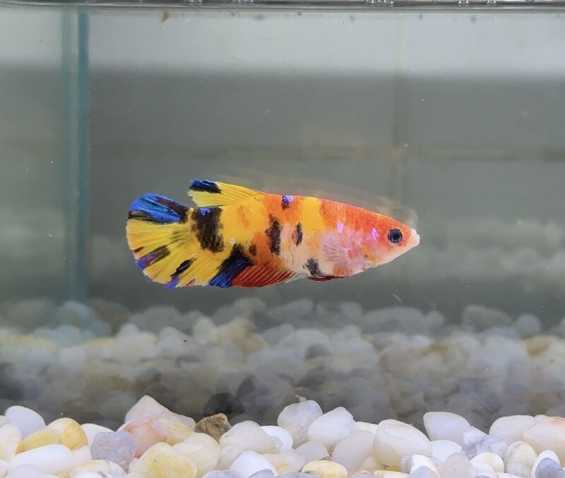 Mái Nemo Multi F1 thái nền siêu vàng