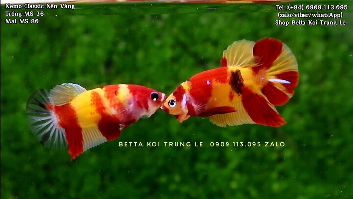 NEMO CLASSIC F1 THÁI - BETTA TRUNG LE