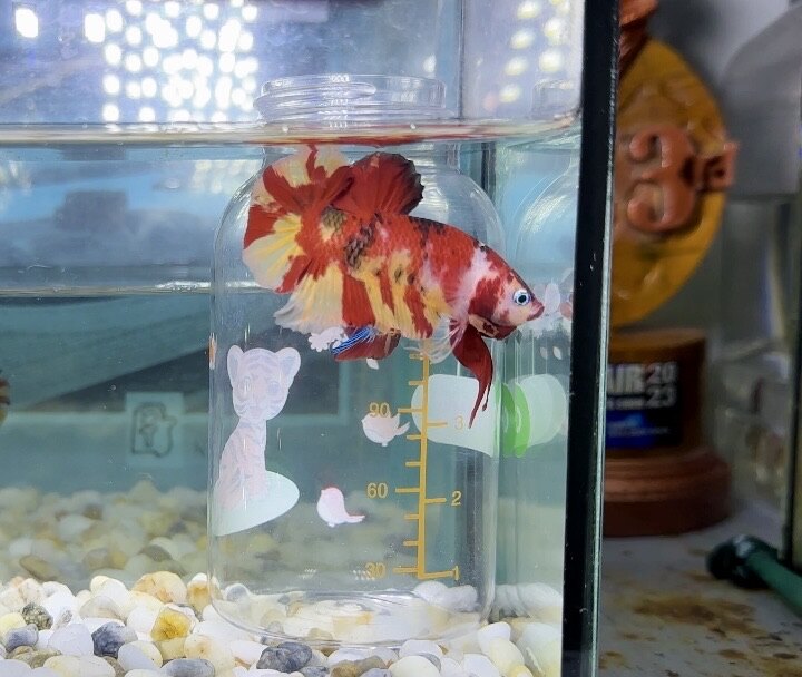Nemo Fire nhập thái ( hoa văn đẹp )