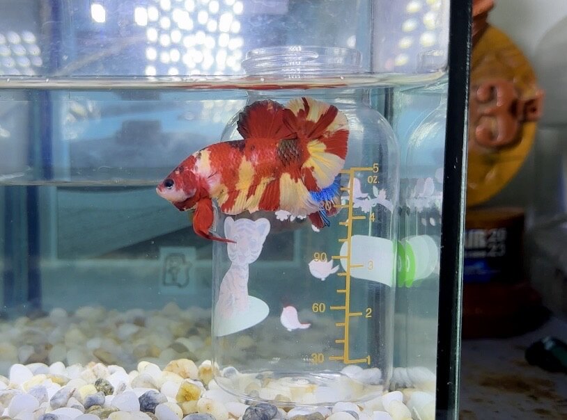 Nemo Fire nhập thái ( hoa văn đẹp )