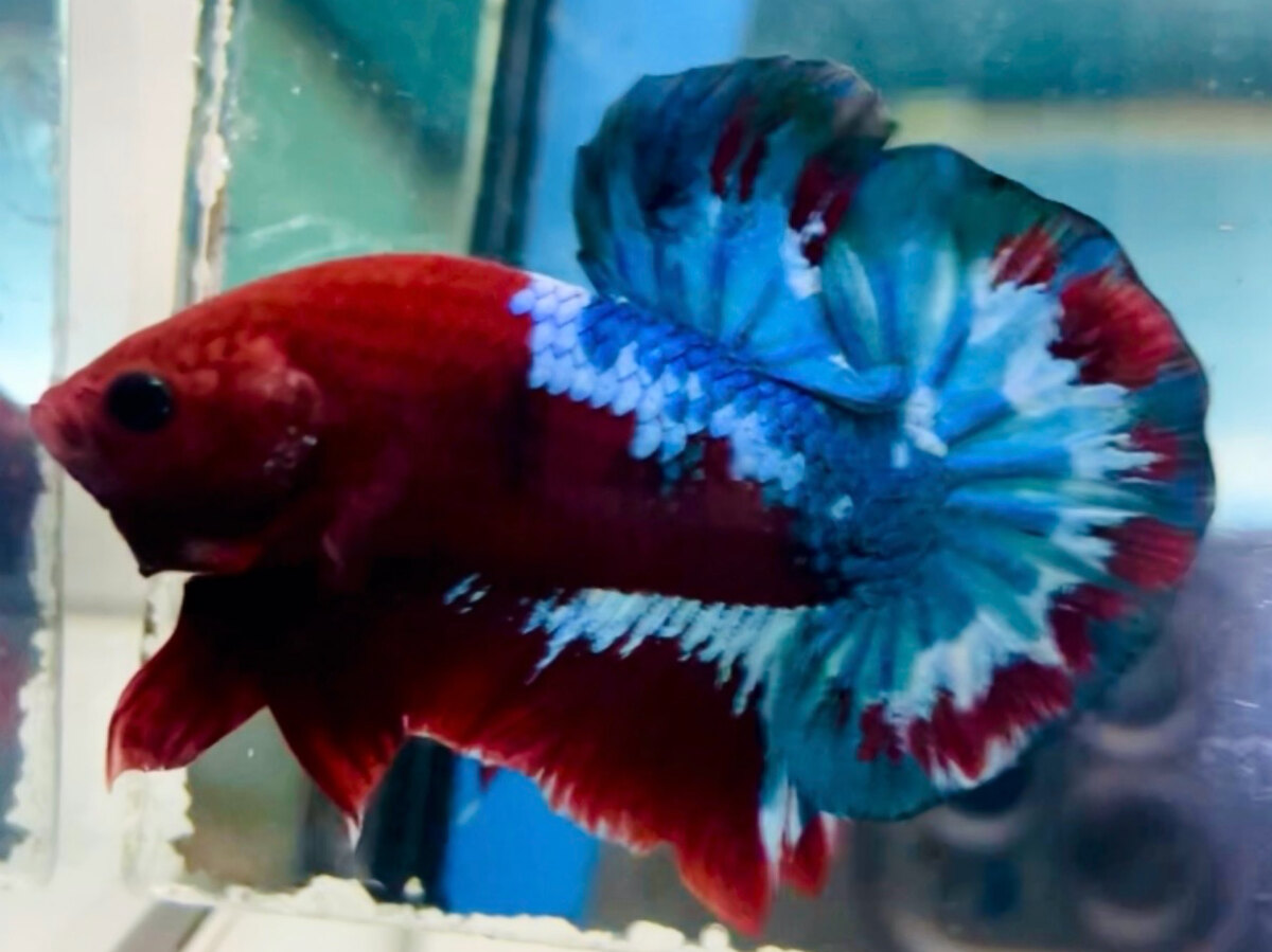 80K RED FANCY STAR XANH SIZE BỰ