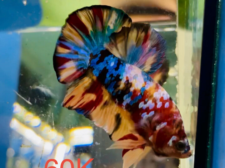 60K NEMO GLX SIZE LỚN MÀU ĐẬM