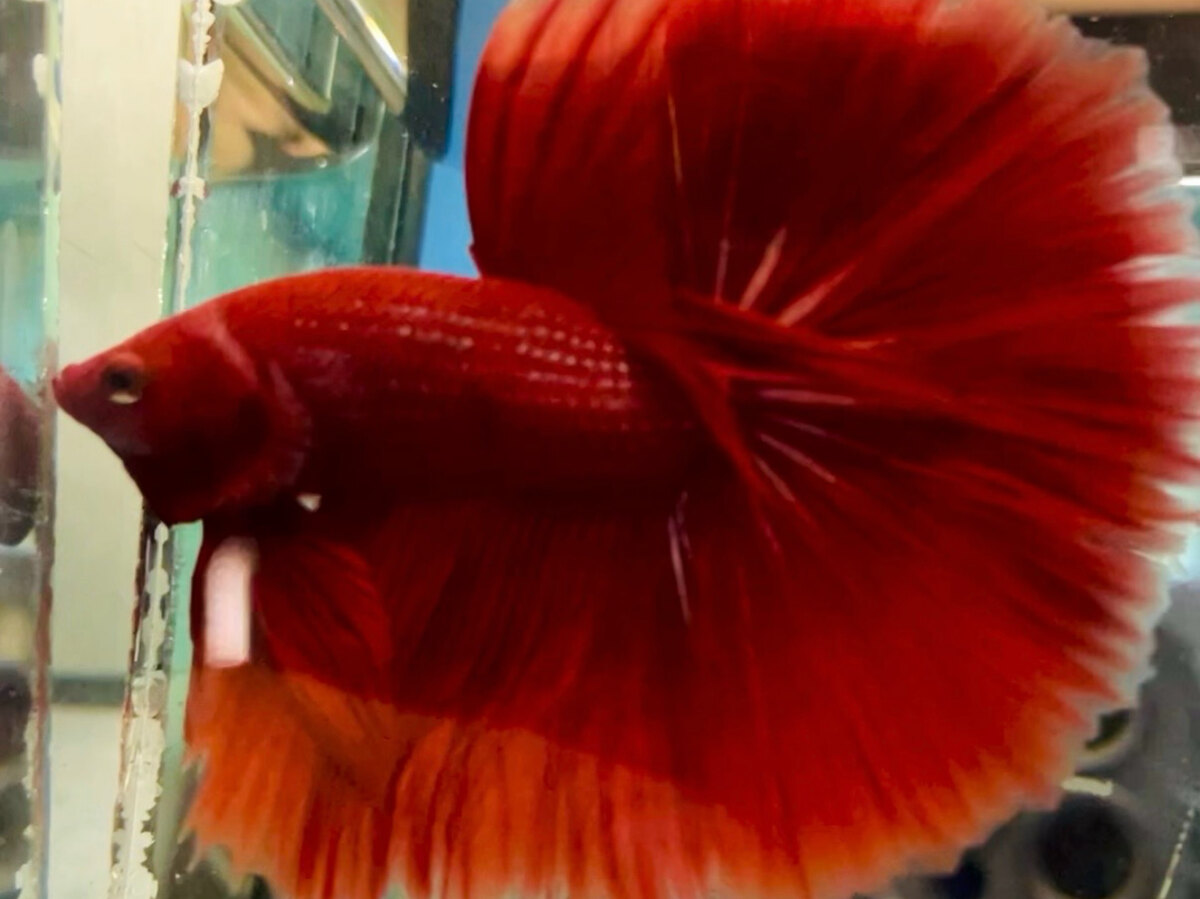 60K SUPER RED HM ĐẸP